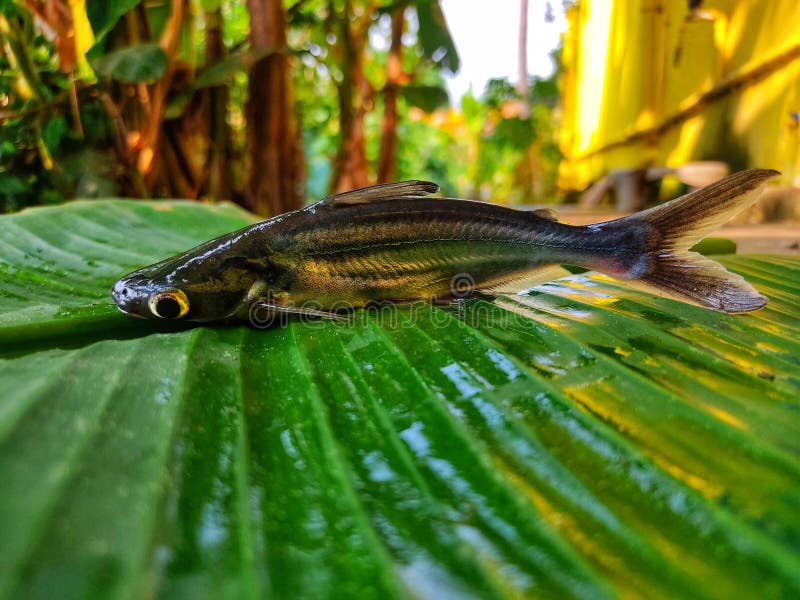 Different Angle View of Pangasius Fish on Green Banana Leaf Stock Image ...