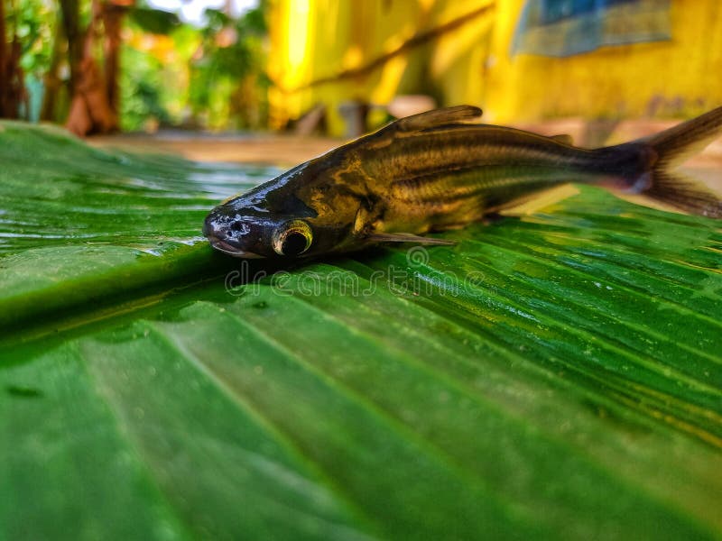 Different Angle View of Pangasius Fish on Green Banana Leaf Stock Image ...