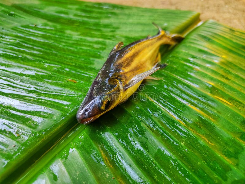 Different Angle View of Pangasius Fish on Green Banana Leaf Stock Photo ...