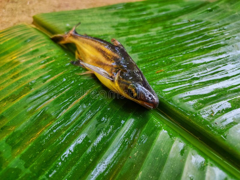 Different Angle View of Pangasius Fish on Green Banana Leaf Stock Image ...
