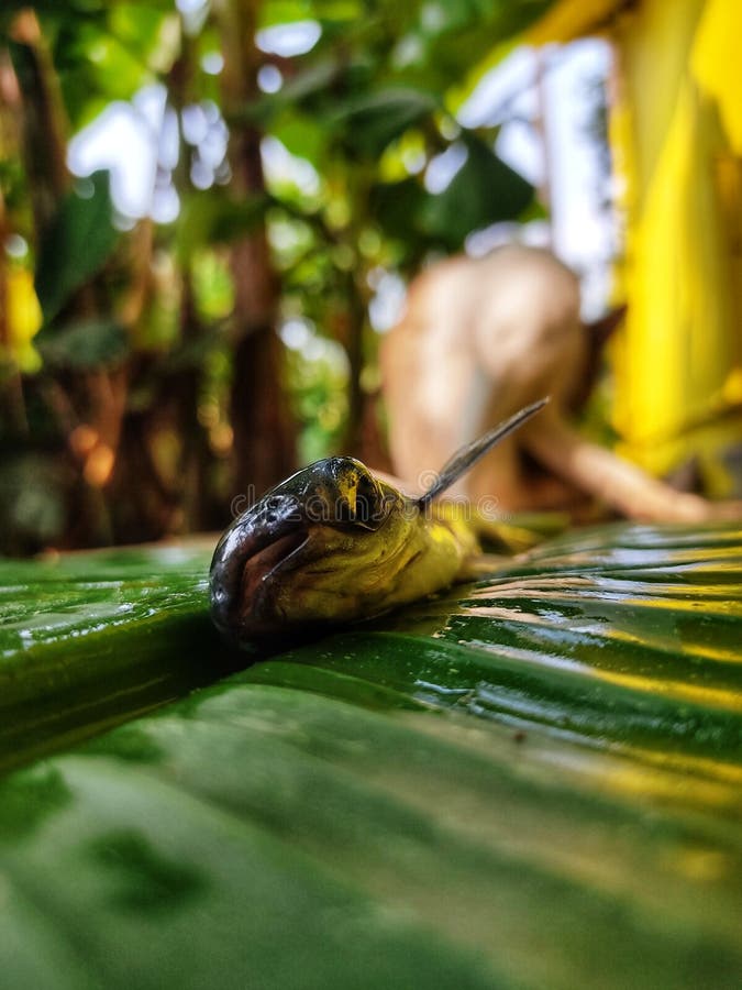 Different Angle View of Pangasius Fish on Green Banana Leaf Stock Image ...