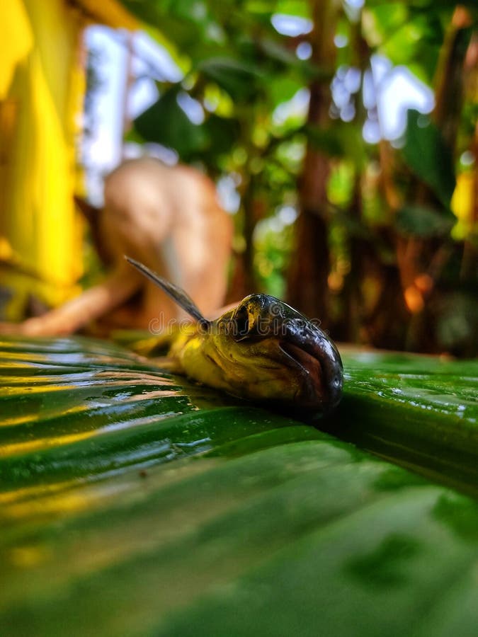 Different Angle View of Pangasius Fish on Green Banana Leaf Stock Image ...