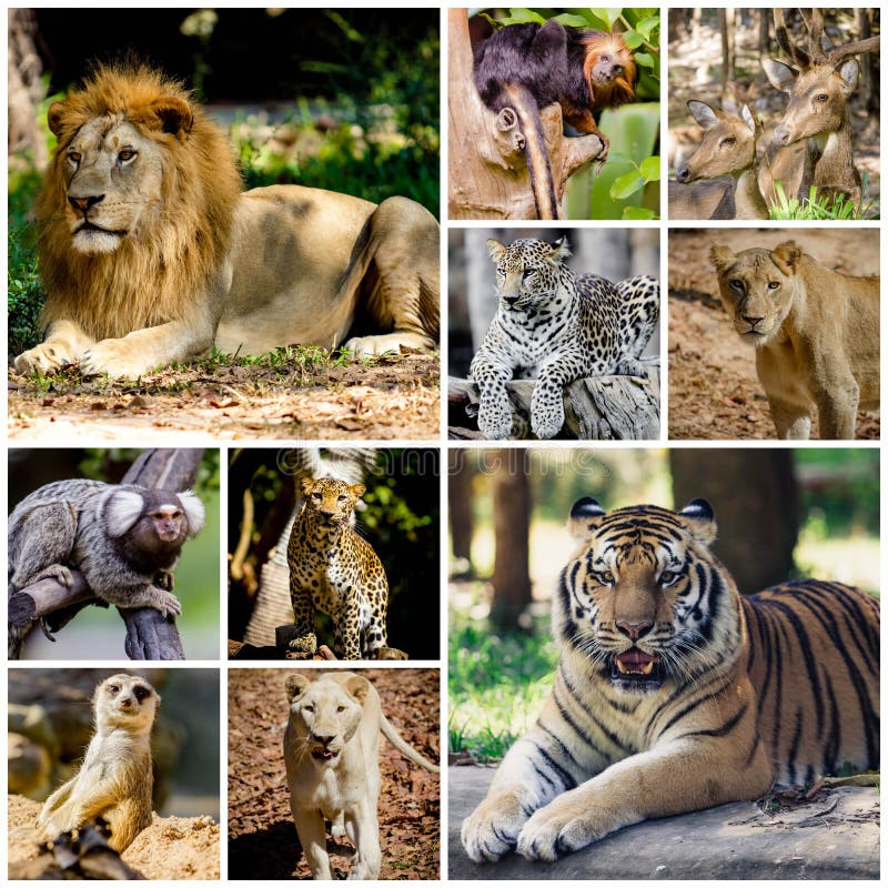 Different animal collage stock image. Image of carnivore - 73401343