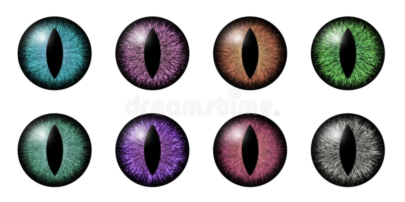 Cat Eye Anatomy Stock Illustrations – 209 Cat Eye Anatomy Stock ...