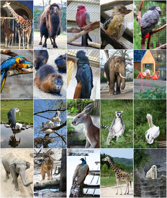 Different animals collage stock image. Image of parrot - 56257283