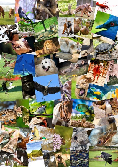 646 Different Animals Collage Stock Photos - Free & Royalty-Free Stock ...