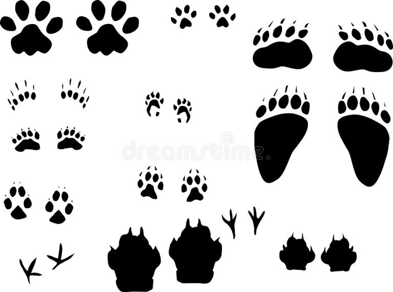 Tiger Tracks Stock Illustrations – 460 Tiger Tracks Stock Illustrations ...