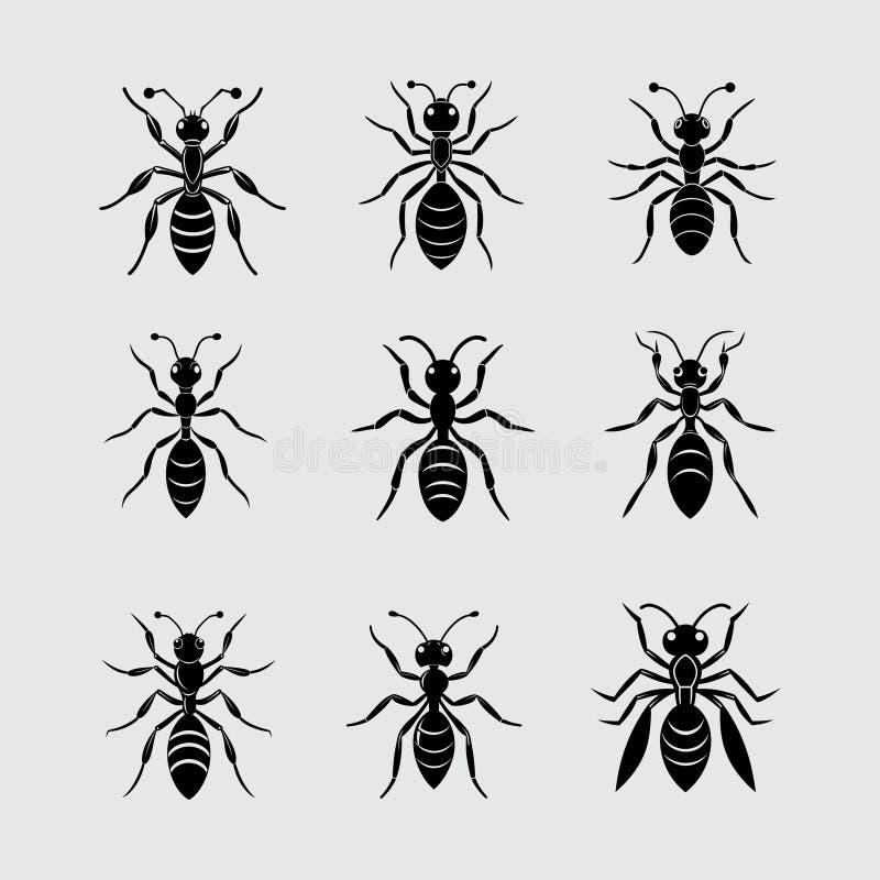 Different Ant Species Vector Illustration Stock Illustration Illustration Of Download Biology