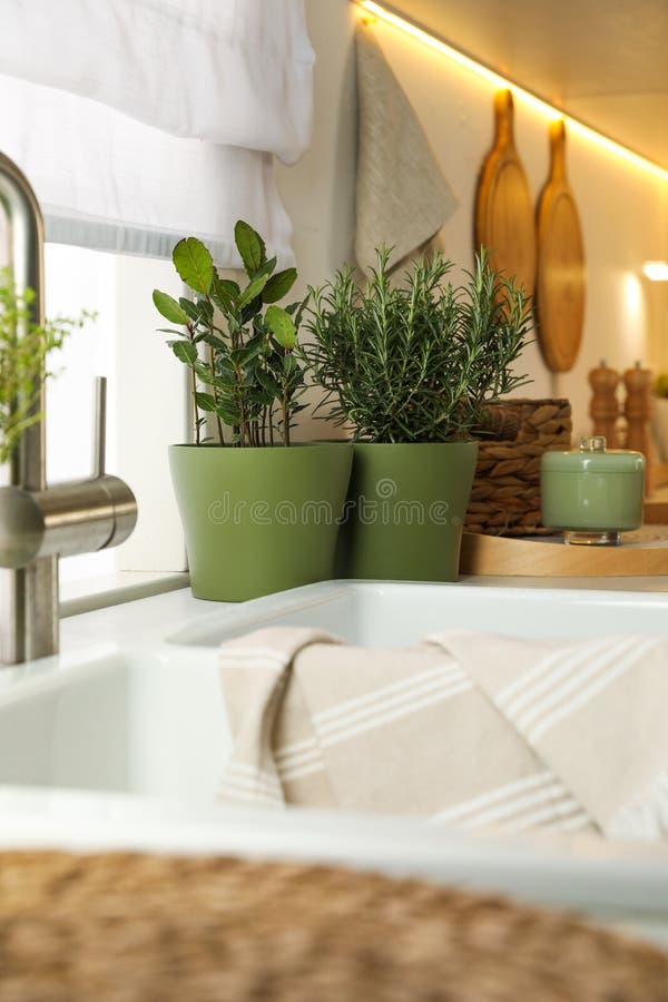 Different Aromatic Potted Herbs on Countertop in Kitchen Stock Photo ...