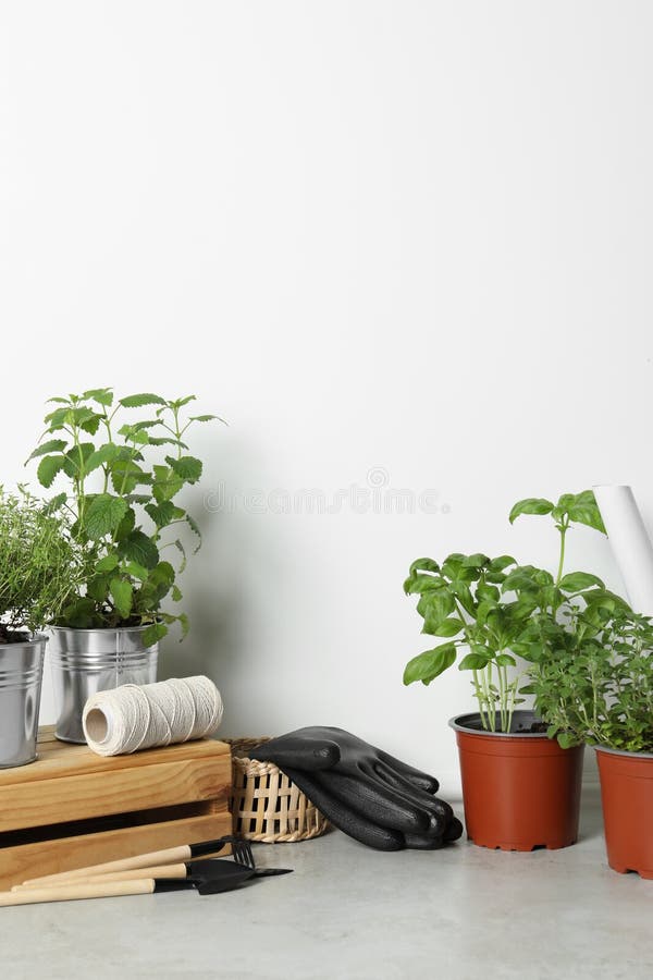 Different Aromatic Potted Herbs, Gardening Tools, Gloves and Spool of ...