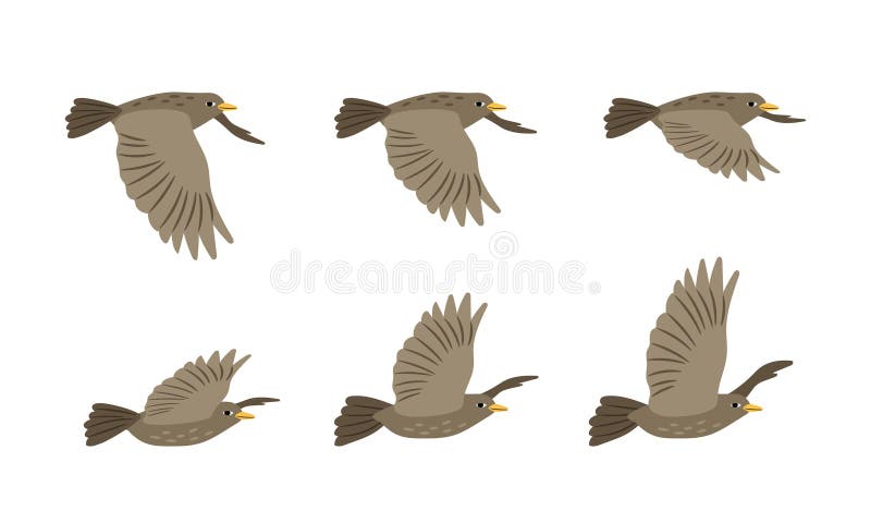 Different Arrangement of Wings of a Flying Bird. Side View Stock ...