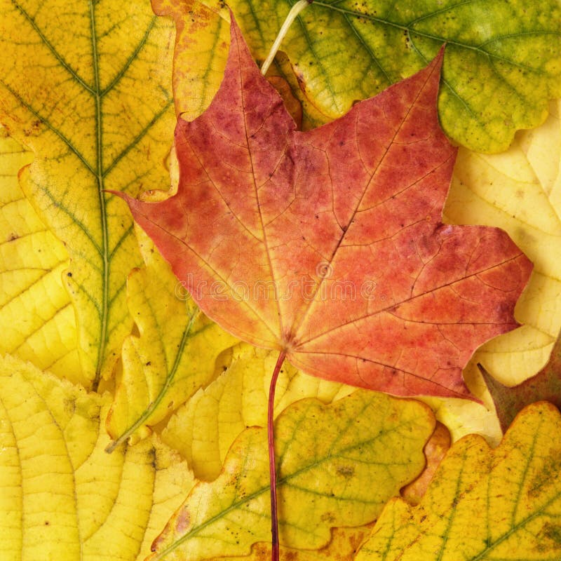 Different autumn leaves stock image. Image of lush, november - 32510701