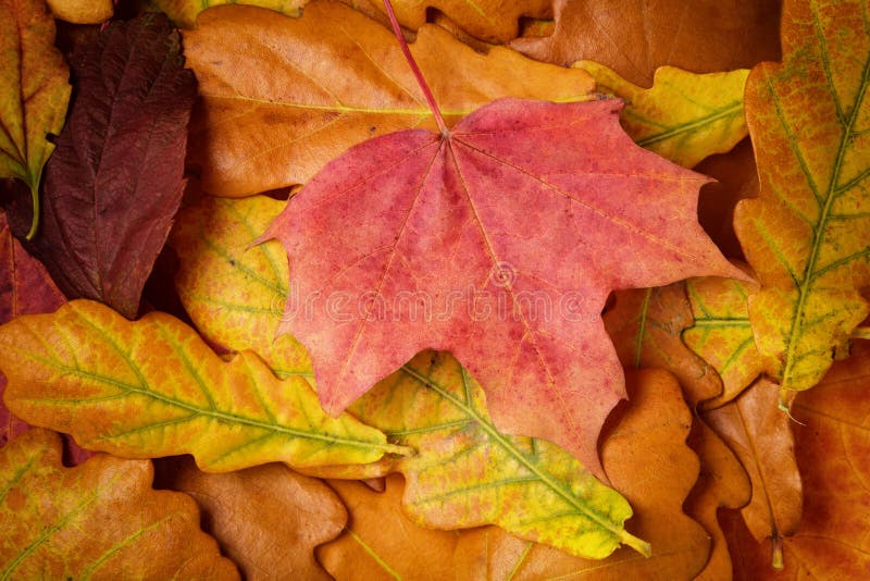 Different autumn leaves stock image. Image of maple, bright - 32822355