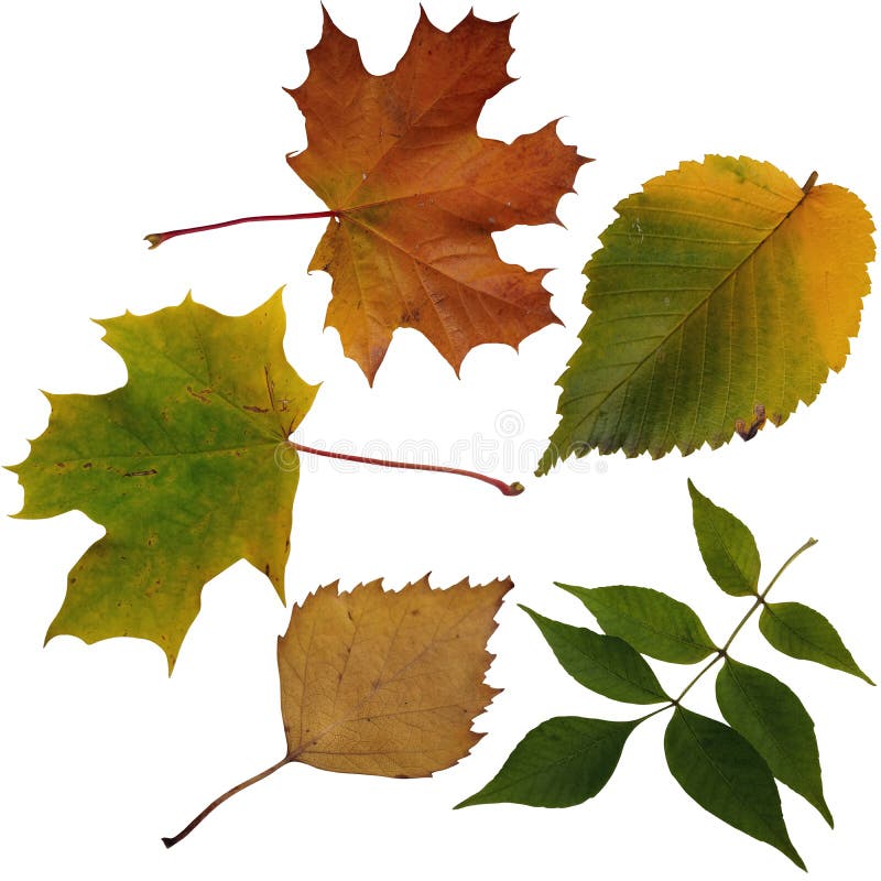 Different Autumn Leaves with Trees and Bushes Isolated on White Stock ...