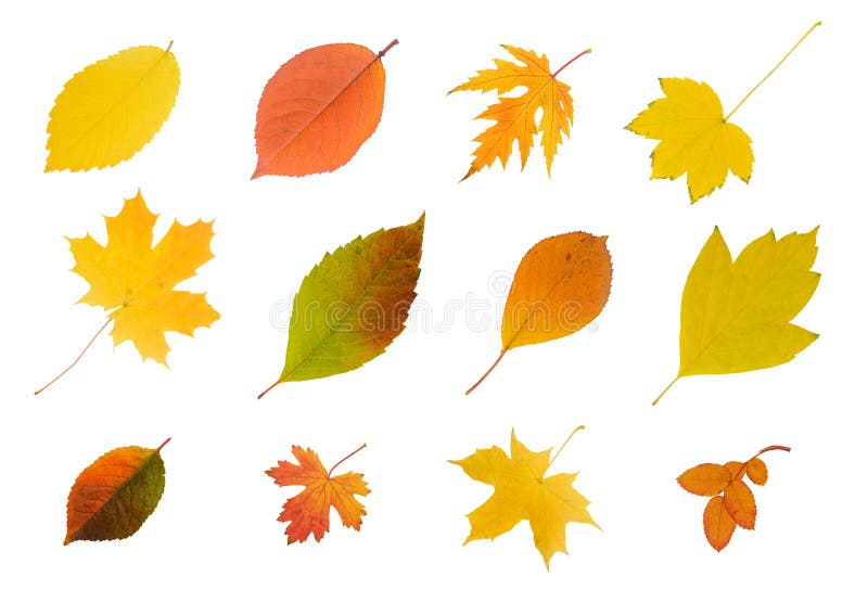 Different Autumn Leaves with Trees and Bushes Isolated on White Stock ...