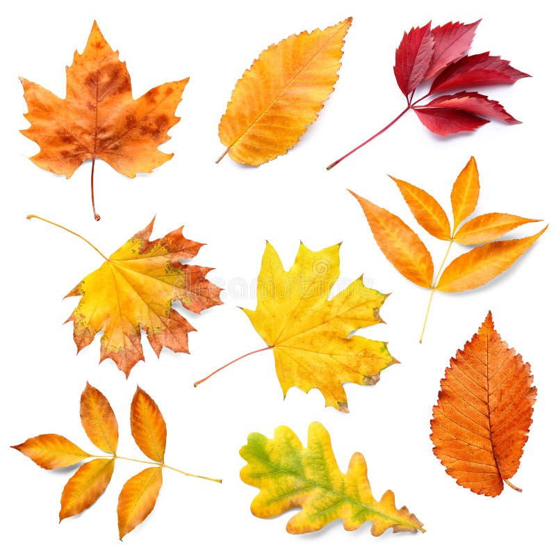 Different Autumn Leaves on White Background Stock Photo - Image of ...