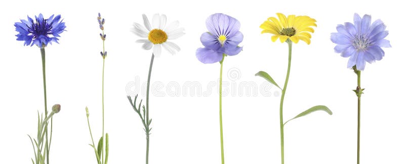Different Beautiful Flowers Isolated on White, Set Stock Photo - Image ...