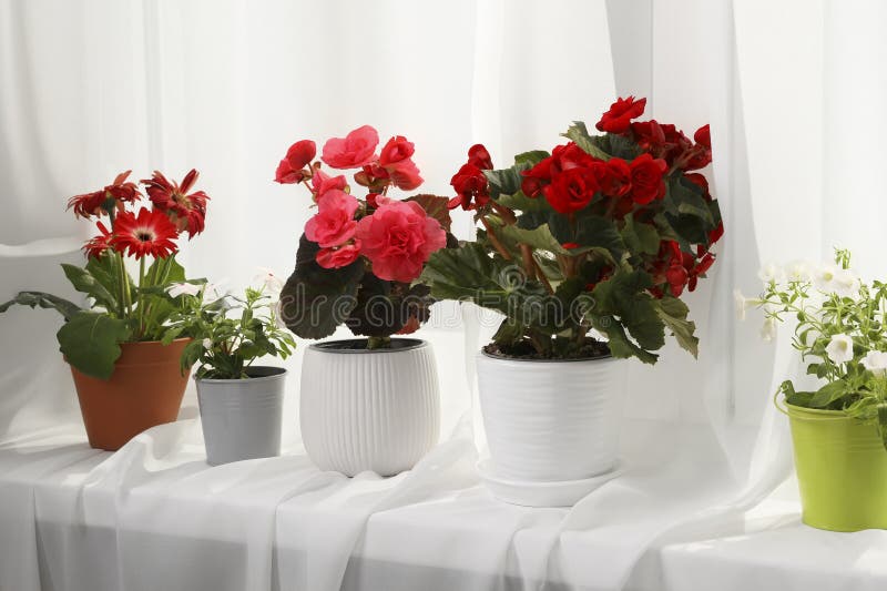 Different Beautiful Flowers in Pots on Windowsill Stock Photo - Image ...