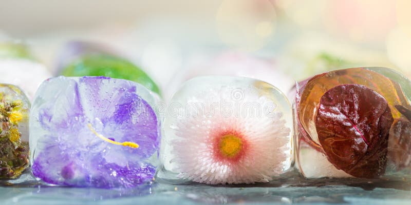 Different Beautiful Frozen Flowers in the Ice Cubes Stock Photo - Image ...