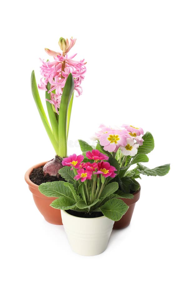 Different Beautiful Potted Flowers on White Background Stock Image ...