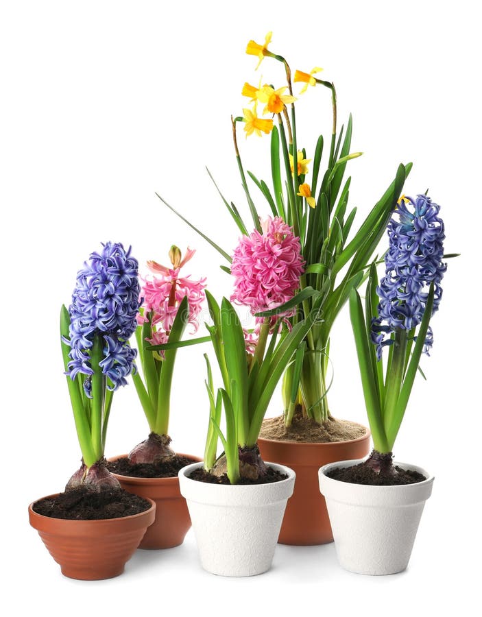 Different Beautiful Potted Flowers on White Background Stock Photo ...