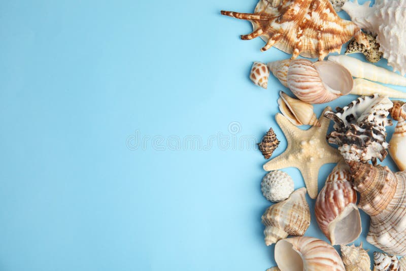 Different Beautiful Sea Shells on Blue Background, Flat Lay. Space for ...