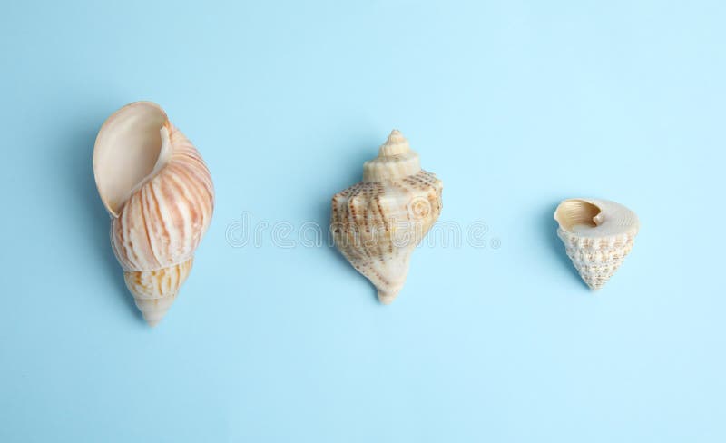 Different Beautiful Sea Shells on Blue Background, Flat Lay Stock Image ...