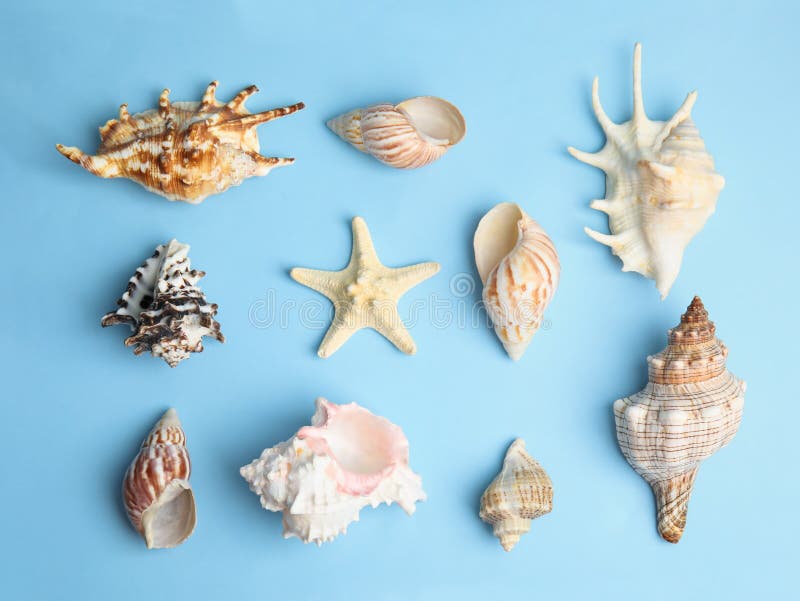 Different Beautiful Sea Shells on Blue Background, Flat Lay Stock Image ...