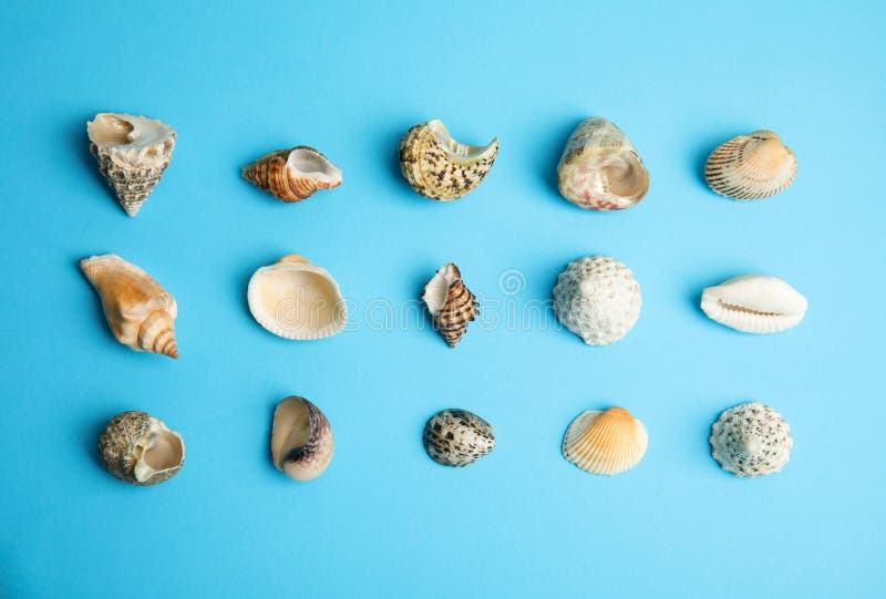 Different Beautiful Sea Shells on Blue Background, Flat Lay Stock Image ...