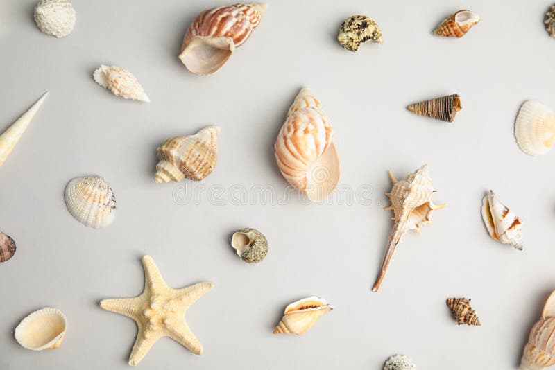 Sea Shells With Grey Textured Background Wallpaper, Stock Image - Image ...