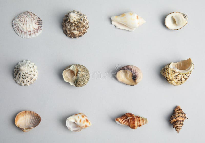 Different Sea Shells on Table, Flat Lay. Space for Text Stock Photo ...