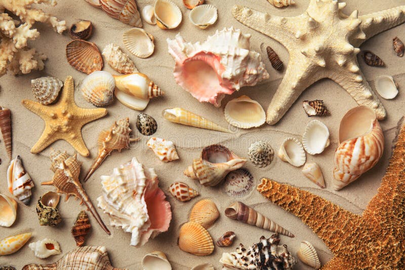 Different Beautiful Sea Shells on Sand, Flat Lay Stock Photo - Image of ...