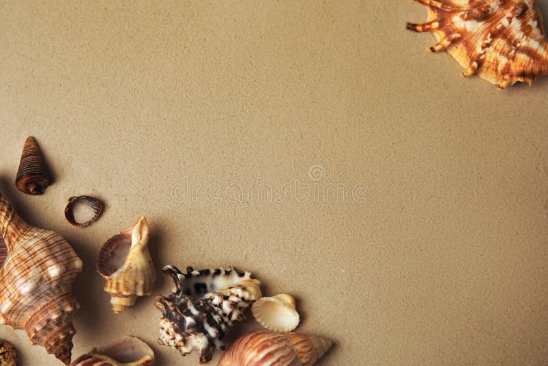 Different Beautiful Sea Shells on Sand. Space for Text Stock Image ...