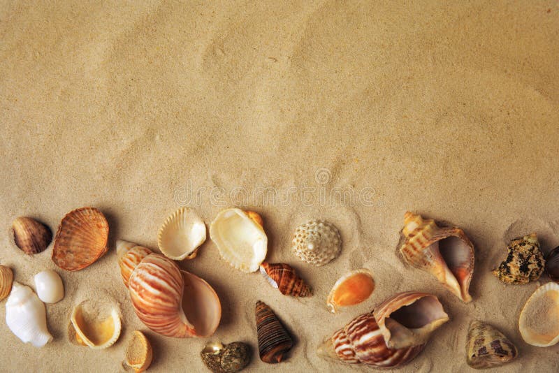 Different Beautiful Sea Shells on Sand. Space for Text Stock Photo ...