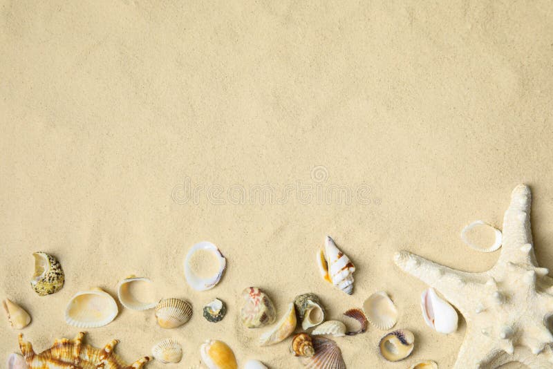Different Beautiful Sea Shells and Starfish on Sand, Flat Lay. Space ...