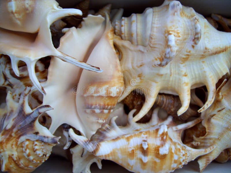 Seashells stock image. Image of sharp, shore, mussel - 142725619