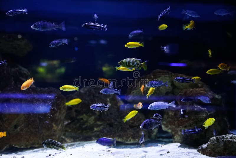 Different Beautiful Fishes in Clear Aquarium Stock Photo - Image of ...
