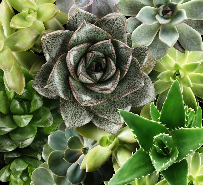 Different Beautiful Succulents As Background Stock Photo - Image of ...