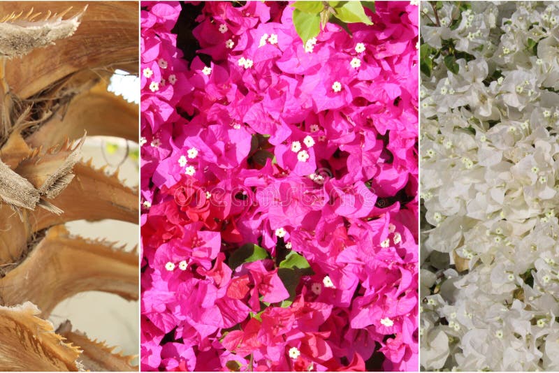Different, Beautiful Textures of Nature in One Collage Stock Photo ...