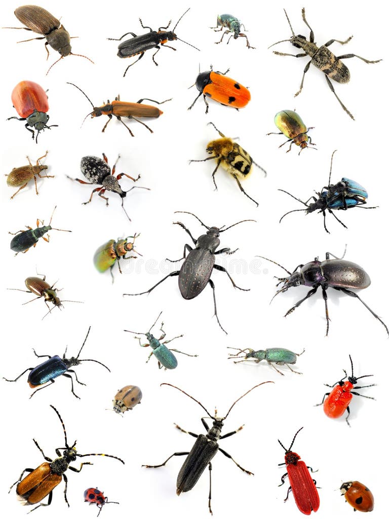2,700 Different Insects Stock Photos - Free & Royalty-Free Stock Photos ...
