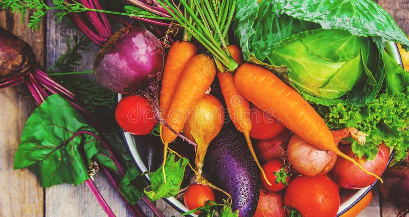 Different bio vegetables. stock photo. Image of lettuce - 117716460