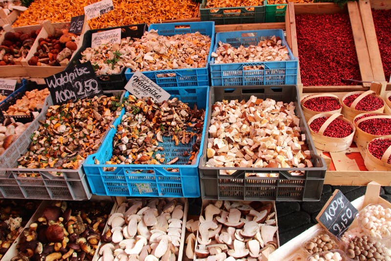 Different Boletus Cep Cepe Eatable Mushroom Stock Image - Image of ...