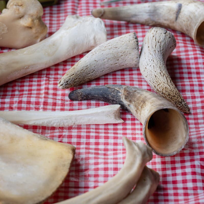Different Bones and Horns of Cows Displayed on Table Top Stock Photo ...