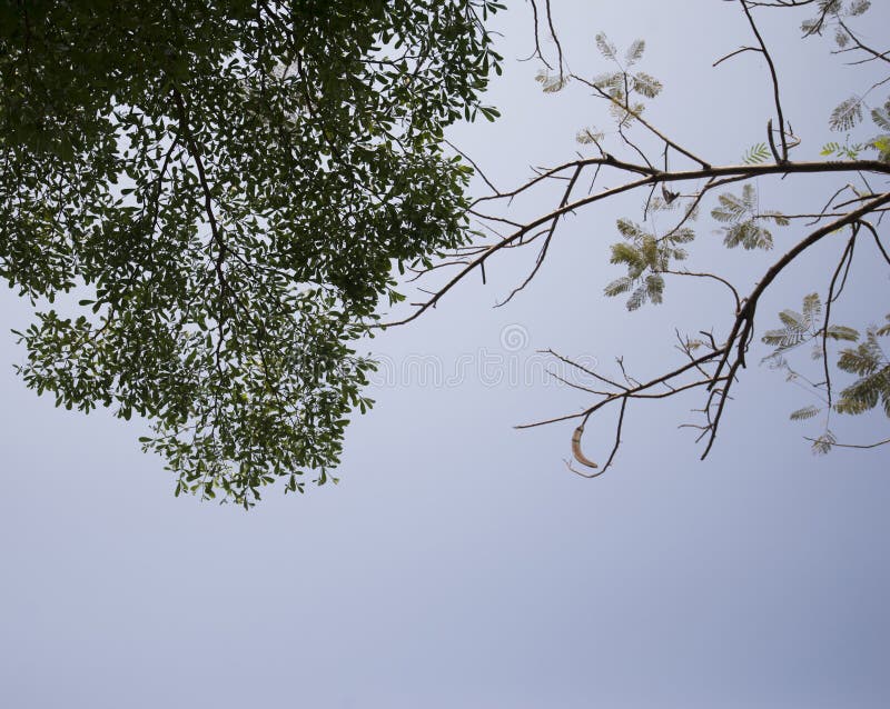 Different Branches of a Tree with Leaves Stock Photo - Image of blue ...