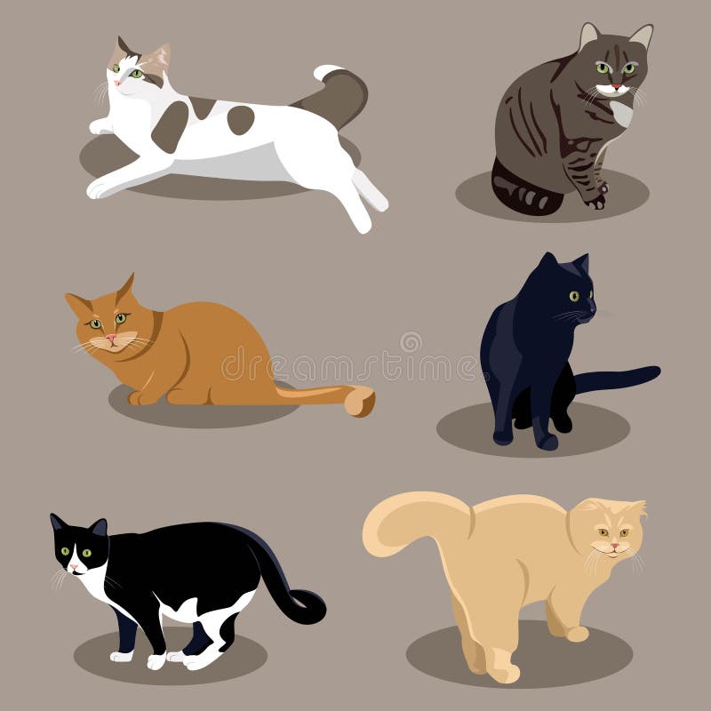 Different Breeds of Cats in Different Poses Stock Vector - Illustration ...