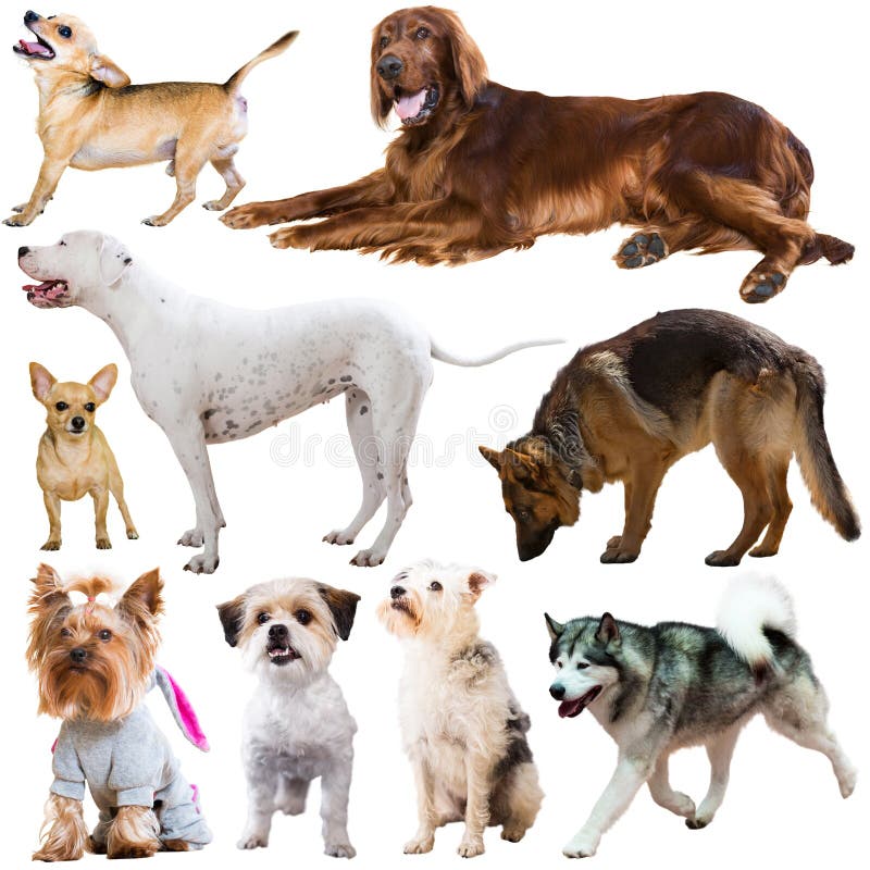 Large Group of Dogs Isolated on a White Background Stock Image - Image ...