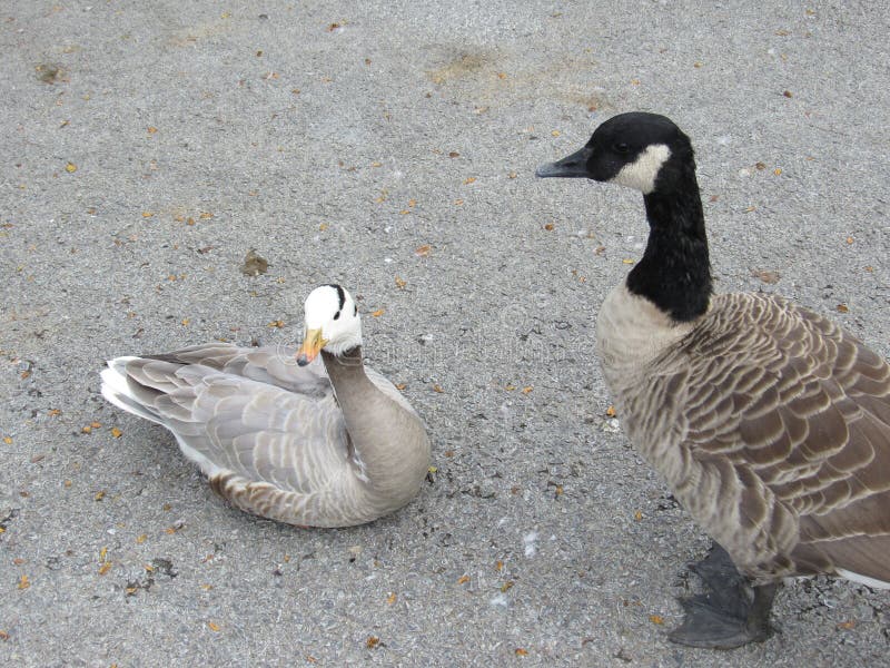 Goose chat stock image. Image of chicken, beak, wildlife - 255624179
