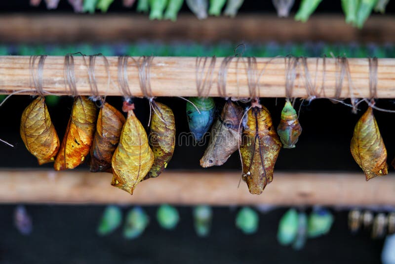 Different butterfly pupa stock image. Image of outdoor - 255547683