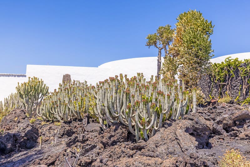 Different Cacti in a Garden on the Canary Island of Lanzarote Stock ...