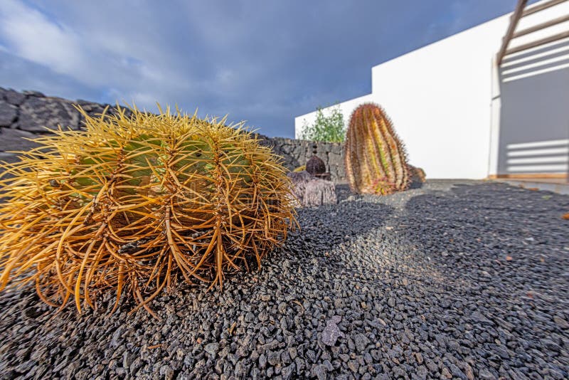 Different Cacti in a Garden on the Canary Island of Lanzarote Stock ...